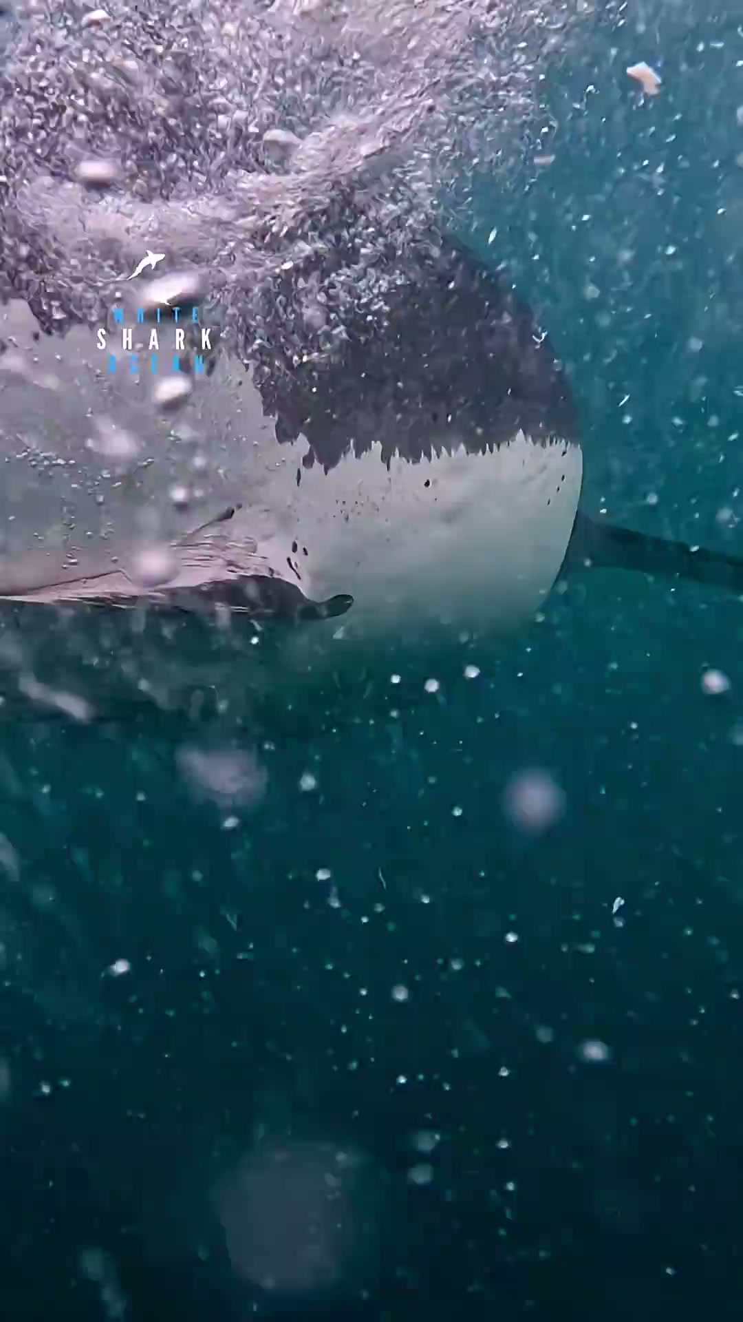 Great white shark boop