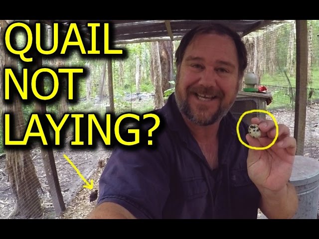 Why aren't my quail laying eggs plus Coturnix update