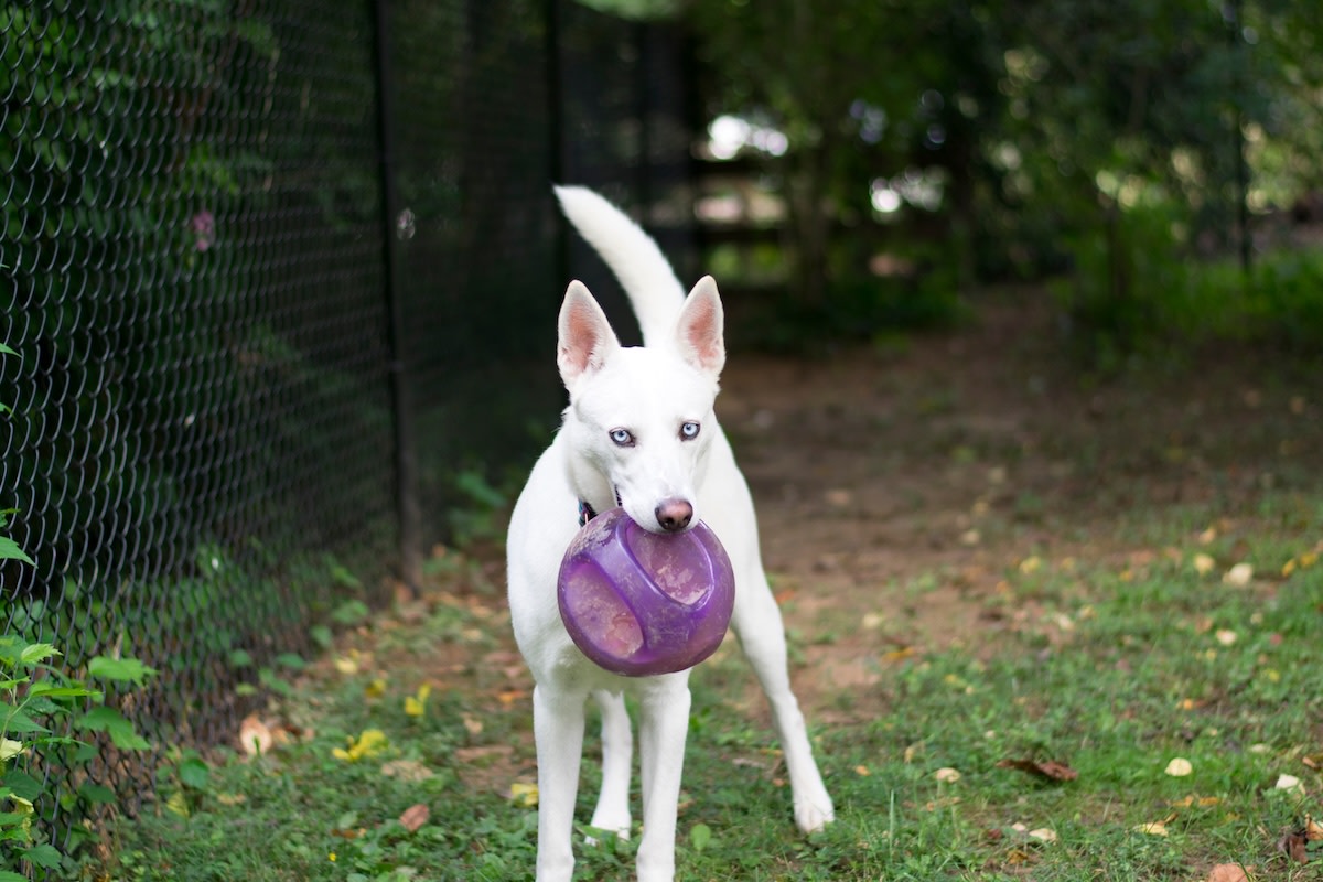 Snow-white Shepsky’s tennis ball love story could be a Disney short