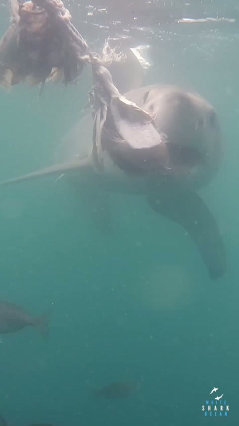 Great white shark clamping down