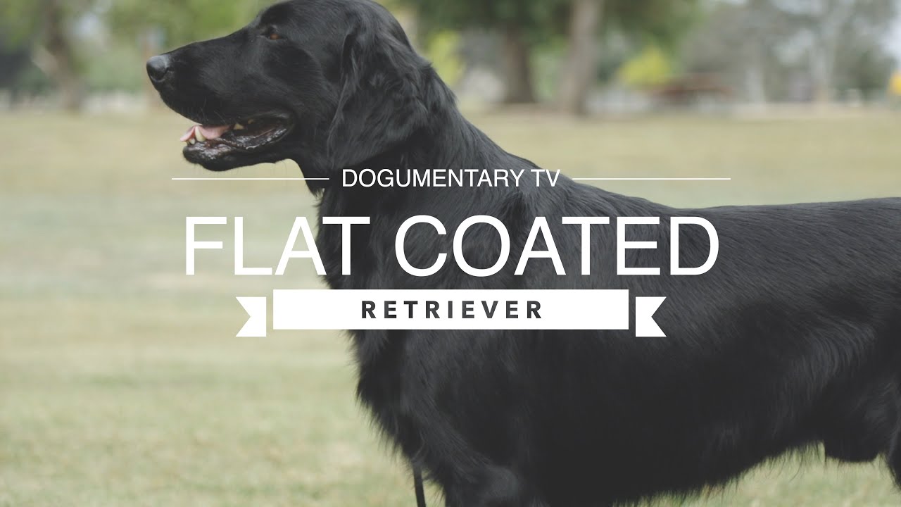 Loving the flat coated retriever