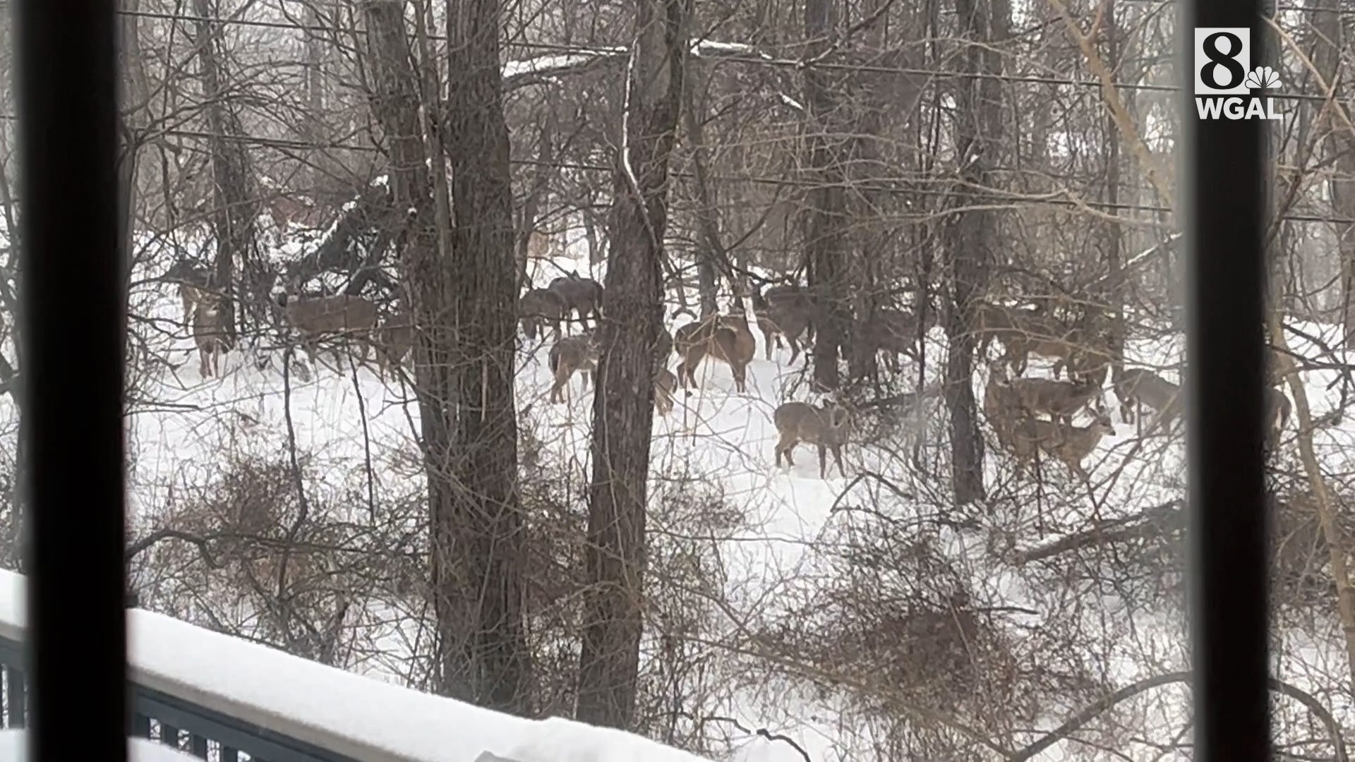 Herd of deer move through snowy woods in York County