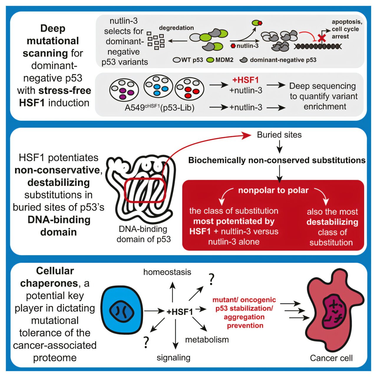 Cancer's secret safety net: A hidden mechanism lets dangerous mutations ...