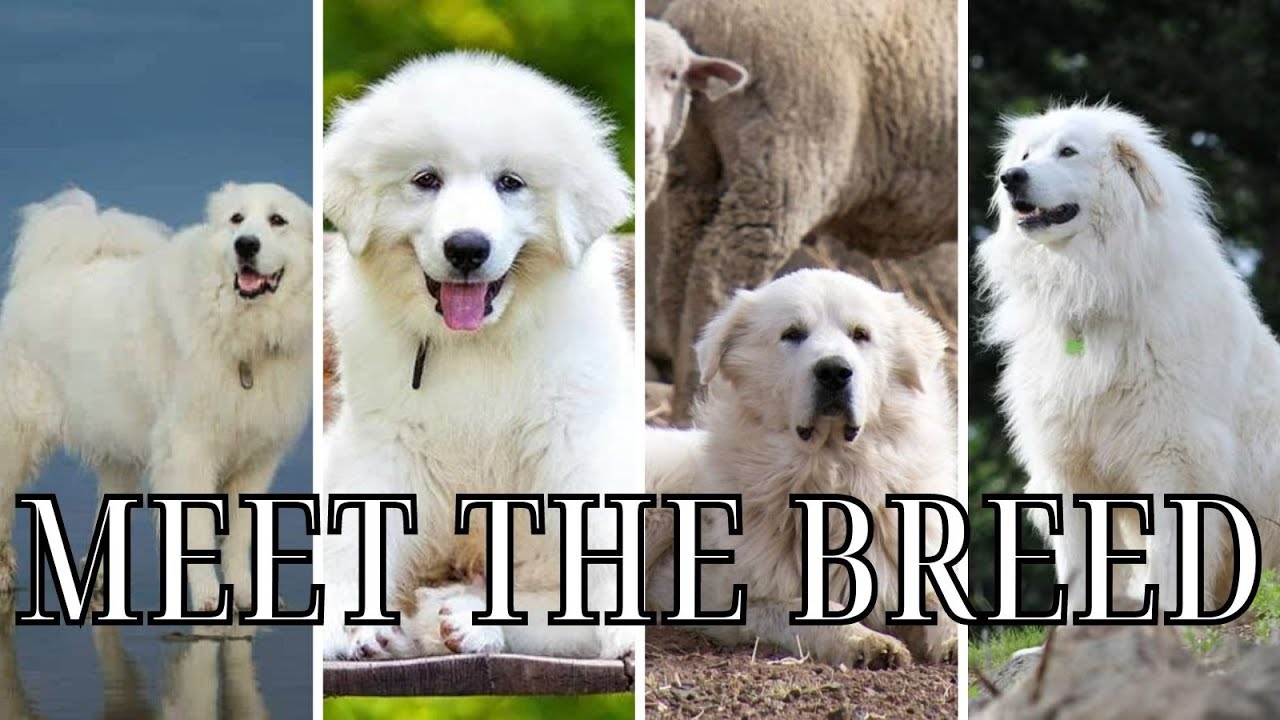 Giant guardian dogs: The Great Pyrenees explained