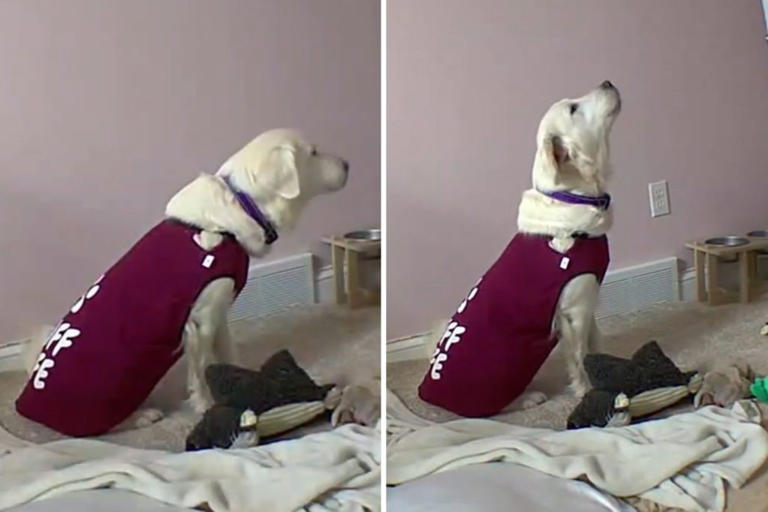 Rescue dog previously punished for barking now finds voice in forever home