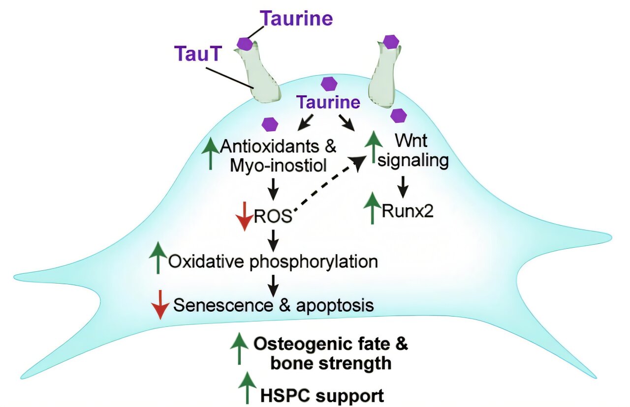 As taurine fuels leukemia, it may also impact bone health