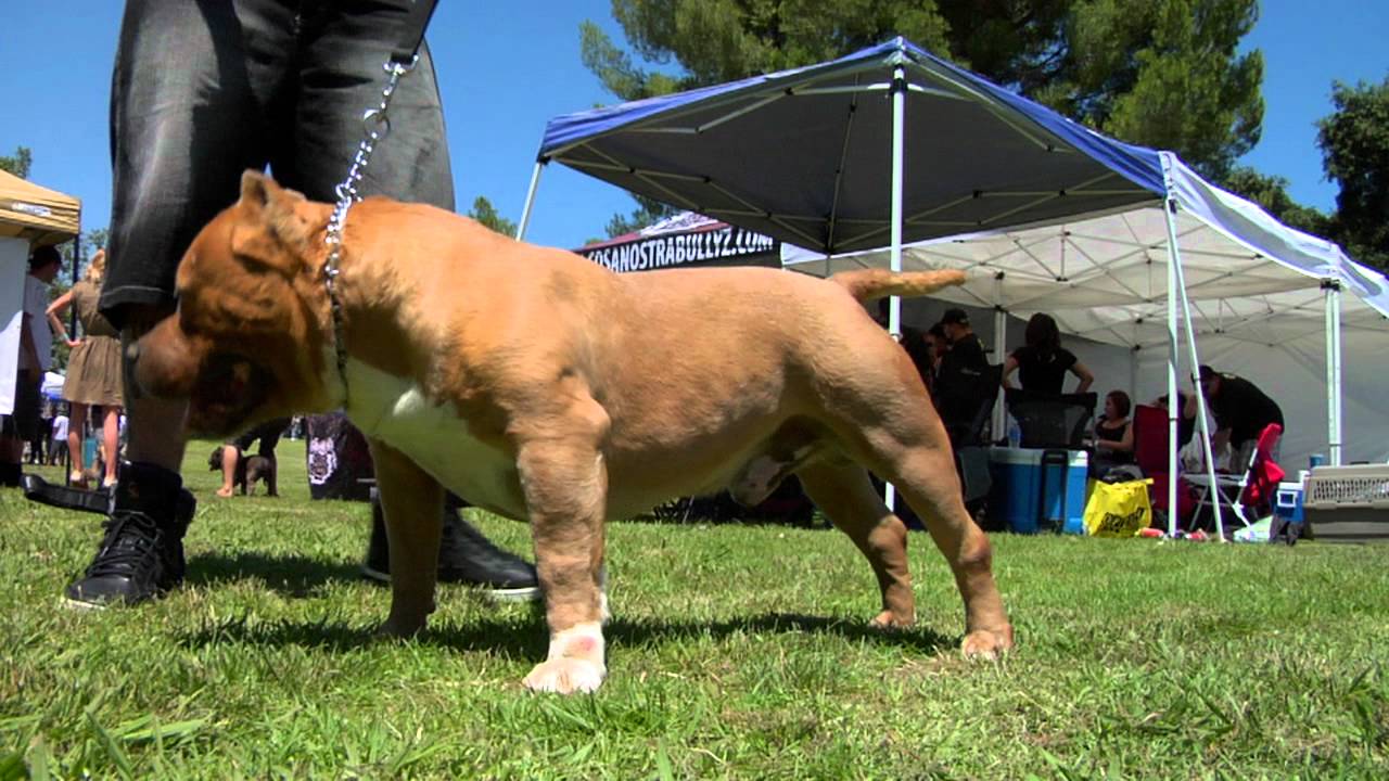 American bully - Heff