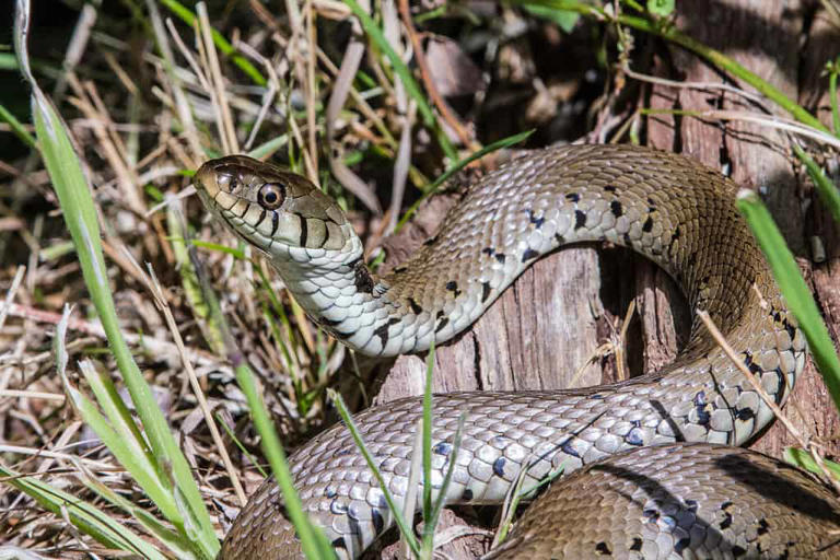 Why snakes are thriving in British homes but struggling in the wild