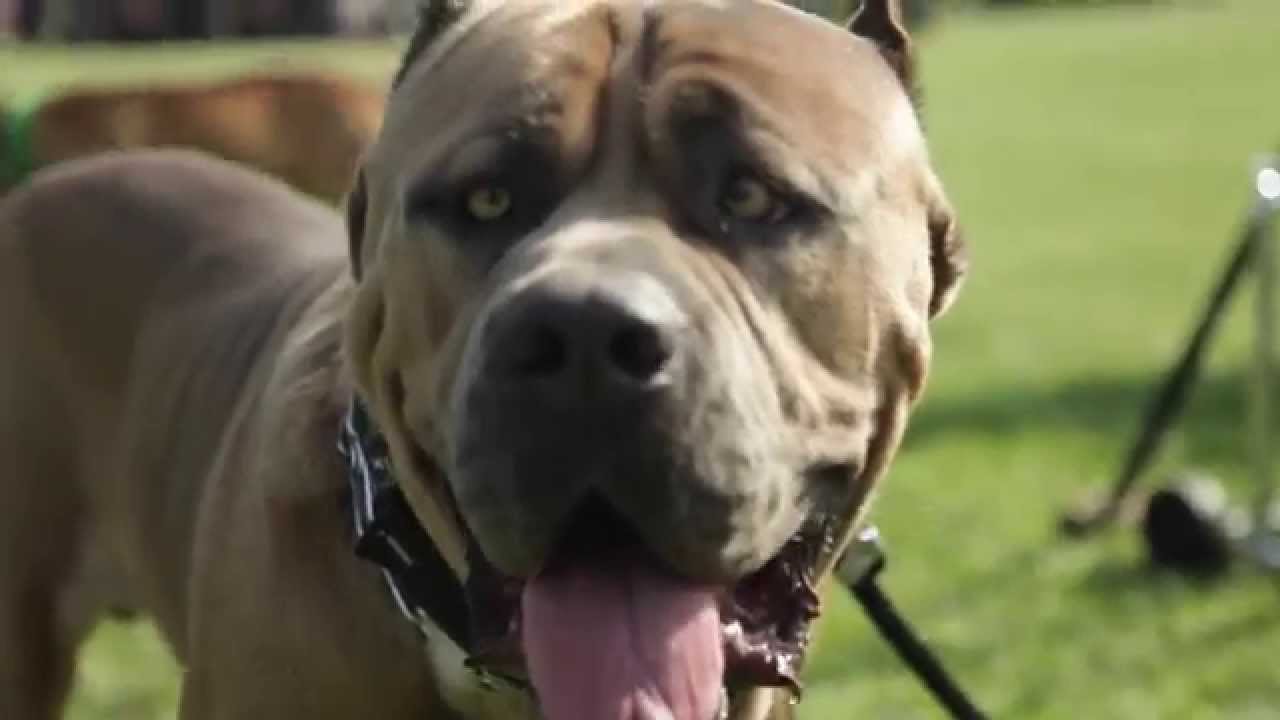 A bit about the Cane Corso