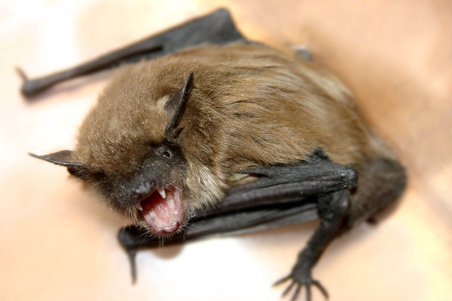 Rabid bat found near popular California trail prompts urgent warning to ...