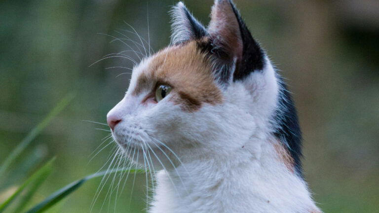 Katten onthouden hun baasjes jarenlang dankzij de geur