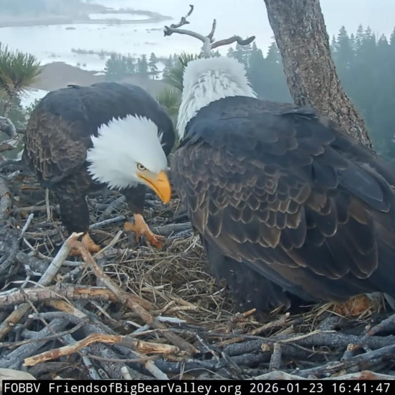 Famous Big Bear Valley bald eagles welcome their first egg of 2026 ...