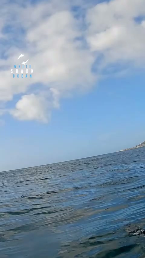 Big Great White Lunges In Front Of Mossel Bay