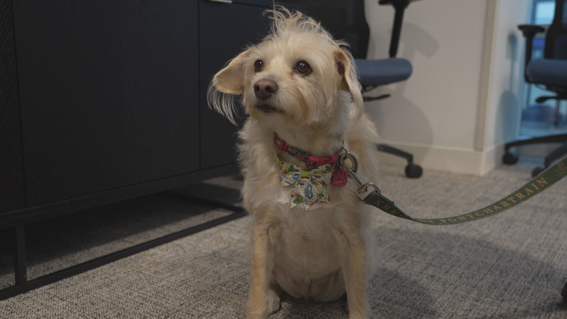 Veterinarian urges pet owners to bring animals inside during arctic blast