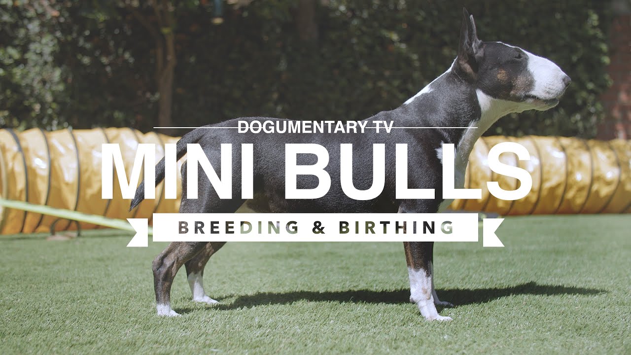 Birthing and breeding mini bull terriers