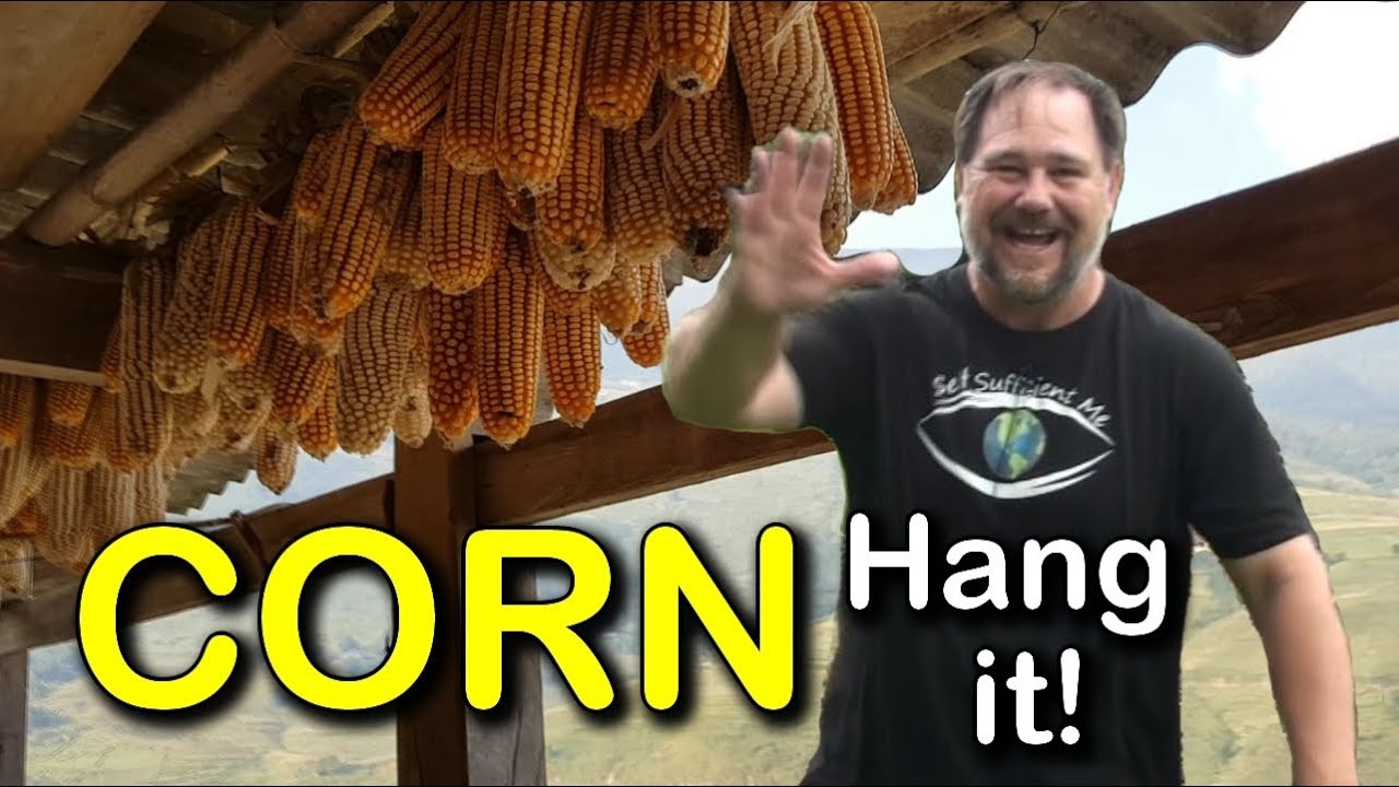 How to make polenta from homegrown dried corn on the cob