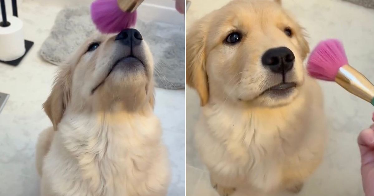 Video: Golden retriever puppy sweetly waits her turn for makeup