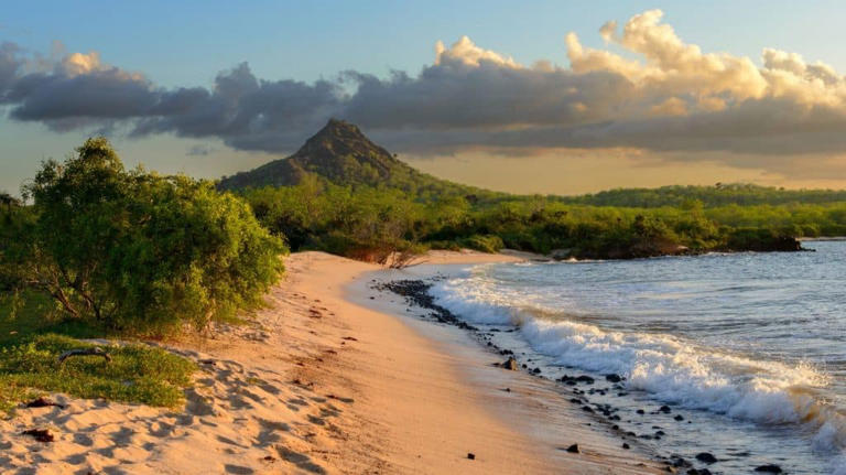 How removing a tortoise from the wild helped save an entire species