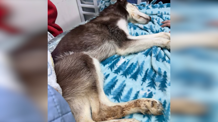 Freezing husky found under bridge dies; two people arrested