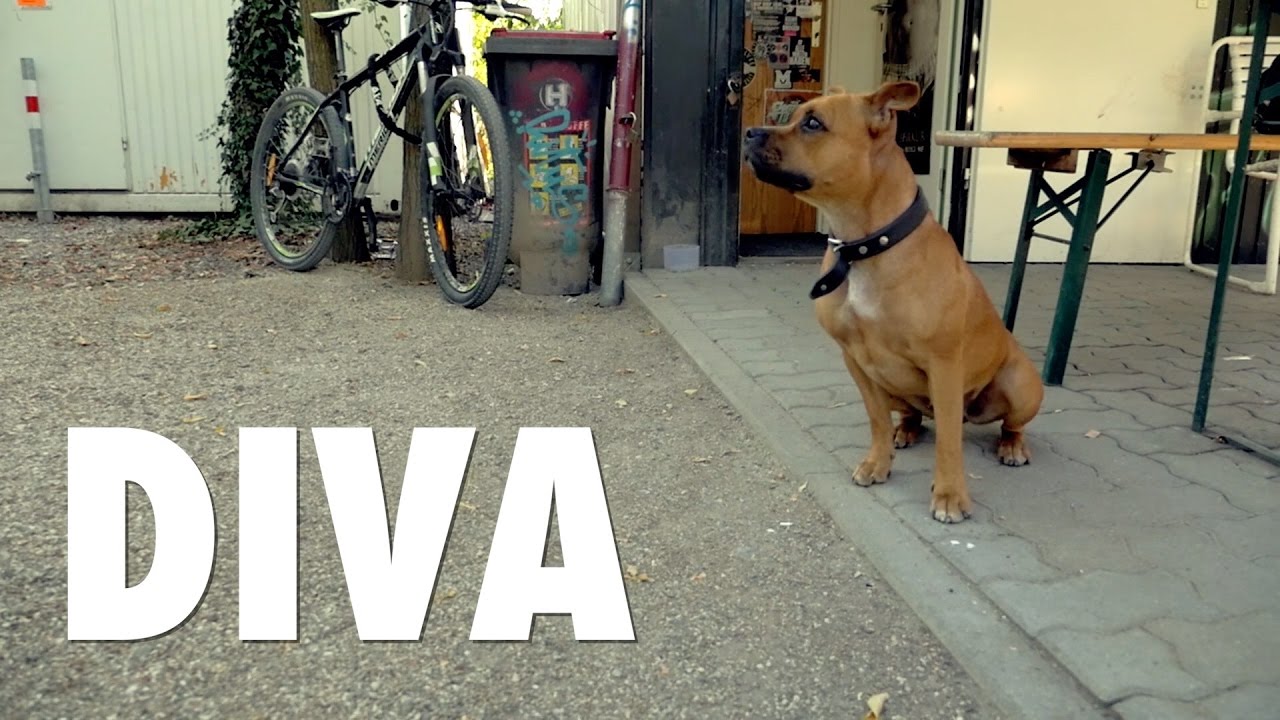 Diva the Staffordshire bull terrier will melt your heart!