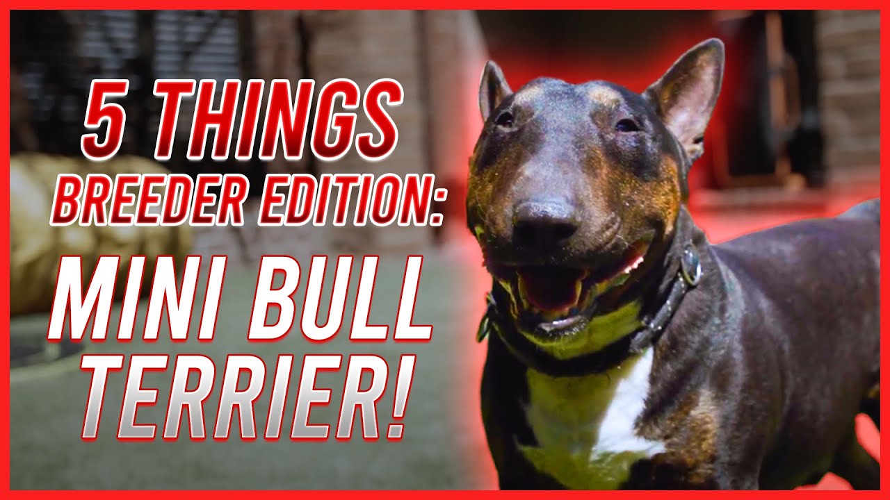 Five things you should know before getting a mini bull: Breeder's edition