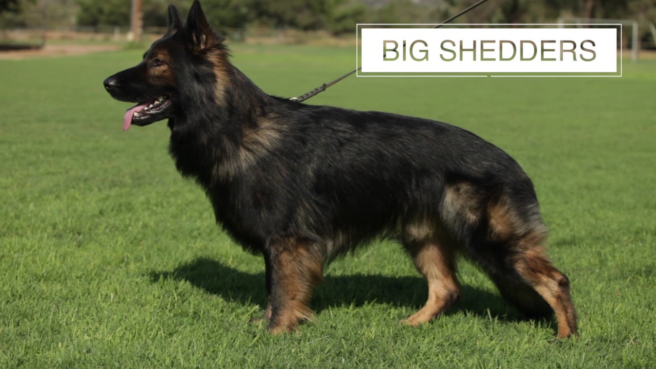 The German shepherd dog five things you should know
