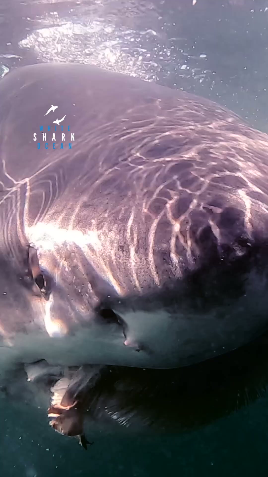 Great white tears flesh from fish