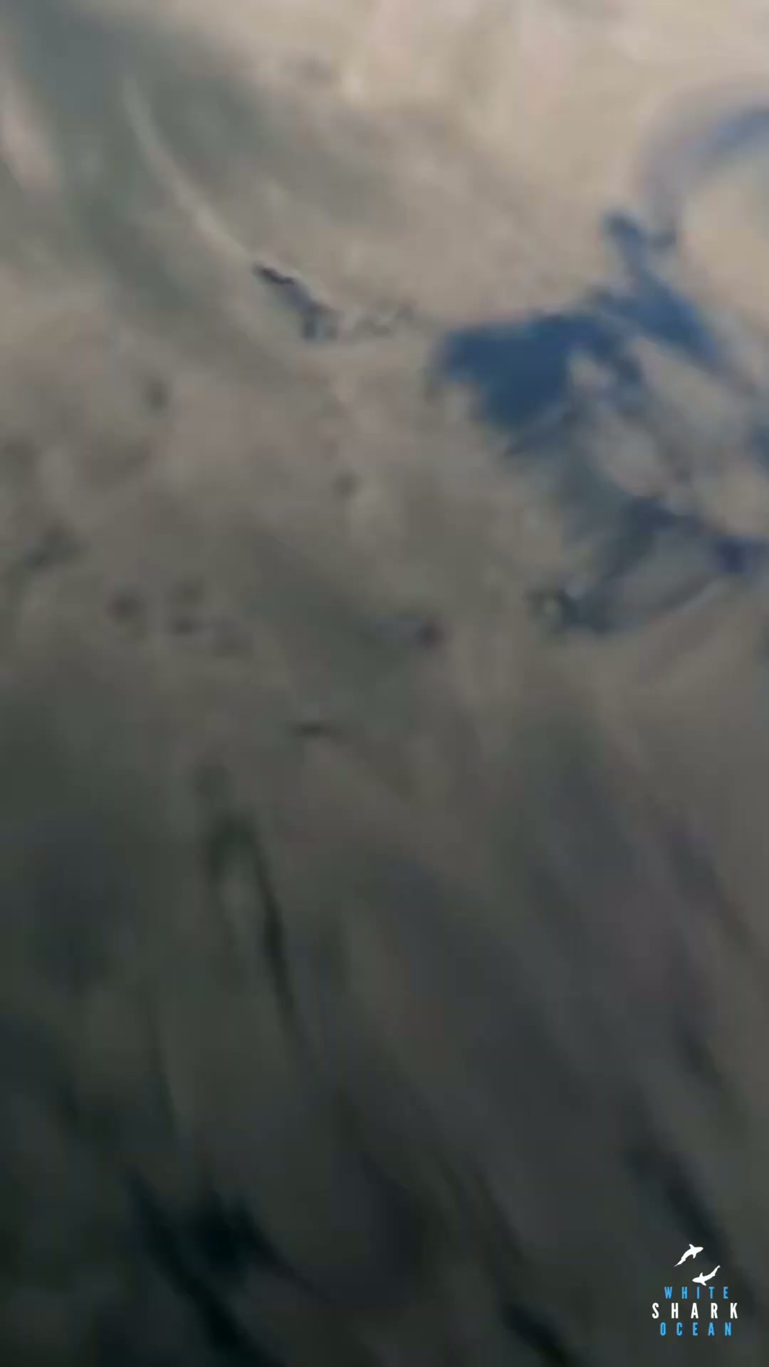 Big Great White Shark Breach!