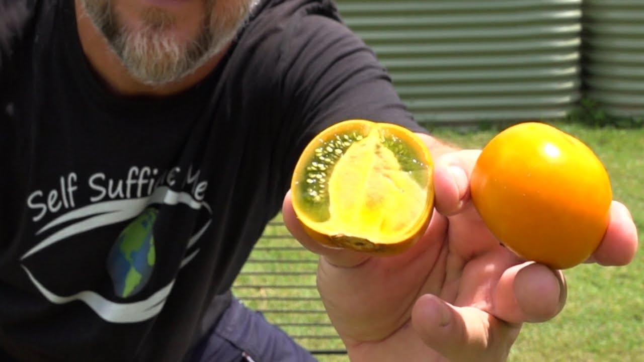 The golden fruit of the Andes