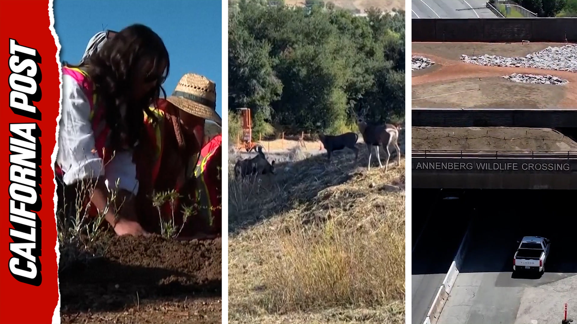 California's $100 million bridge over the 101 isn't for drivers — it's ...