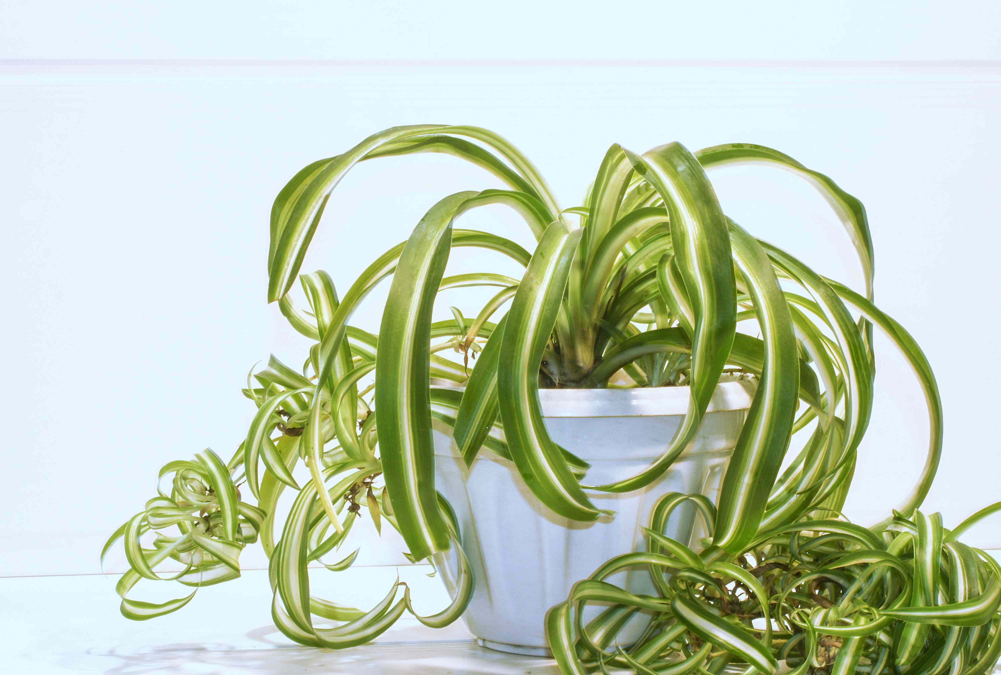 How to fix your overgrown spider plant so it looks fresh and tidy again