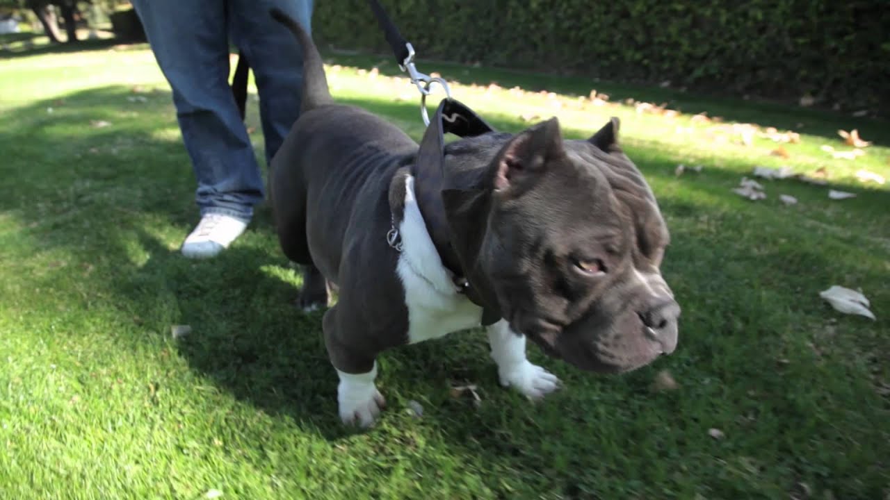 EDGEXOTIC BULLY - LITTLE SINNER