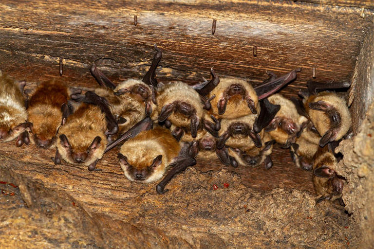 Rabid bat found near popular California trail prompts urgent warning to ...