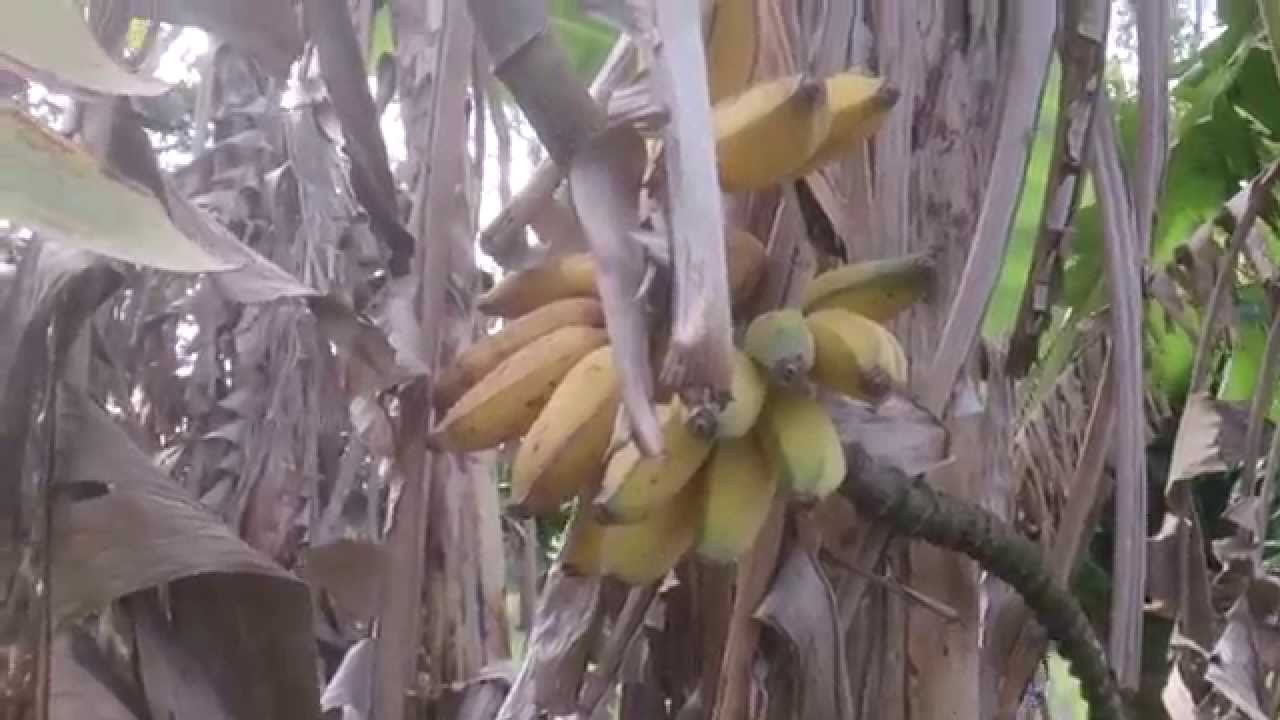 Banana bunch ripen after tree damaged by strong wind & home grown taste ...