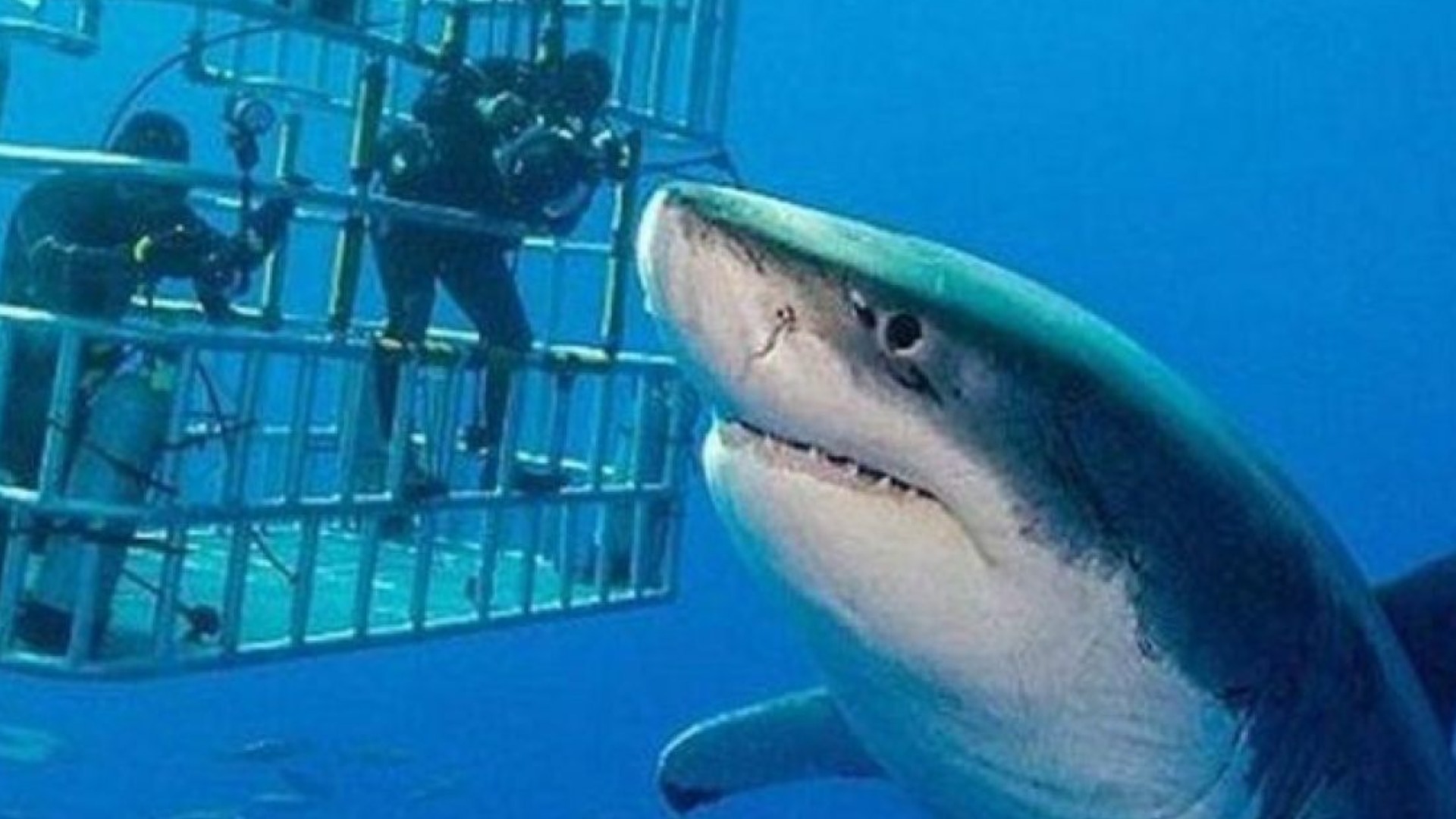Massive great white shark caught on camera