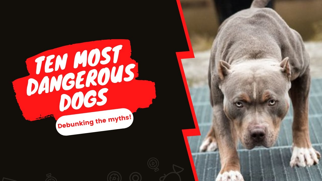 Ten most dangerous dog breeds!