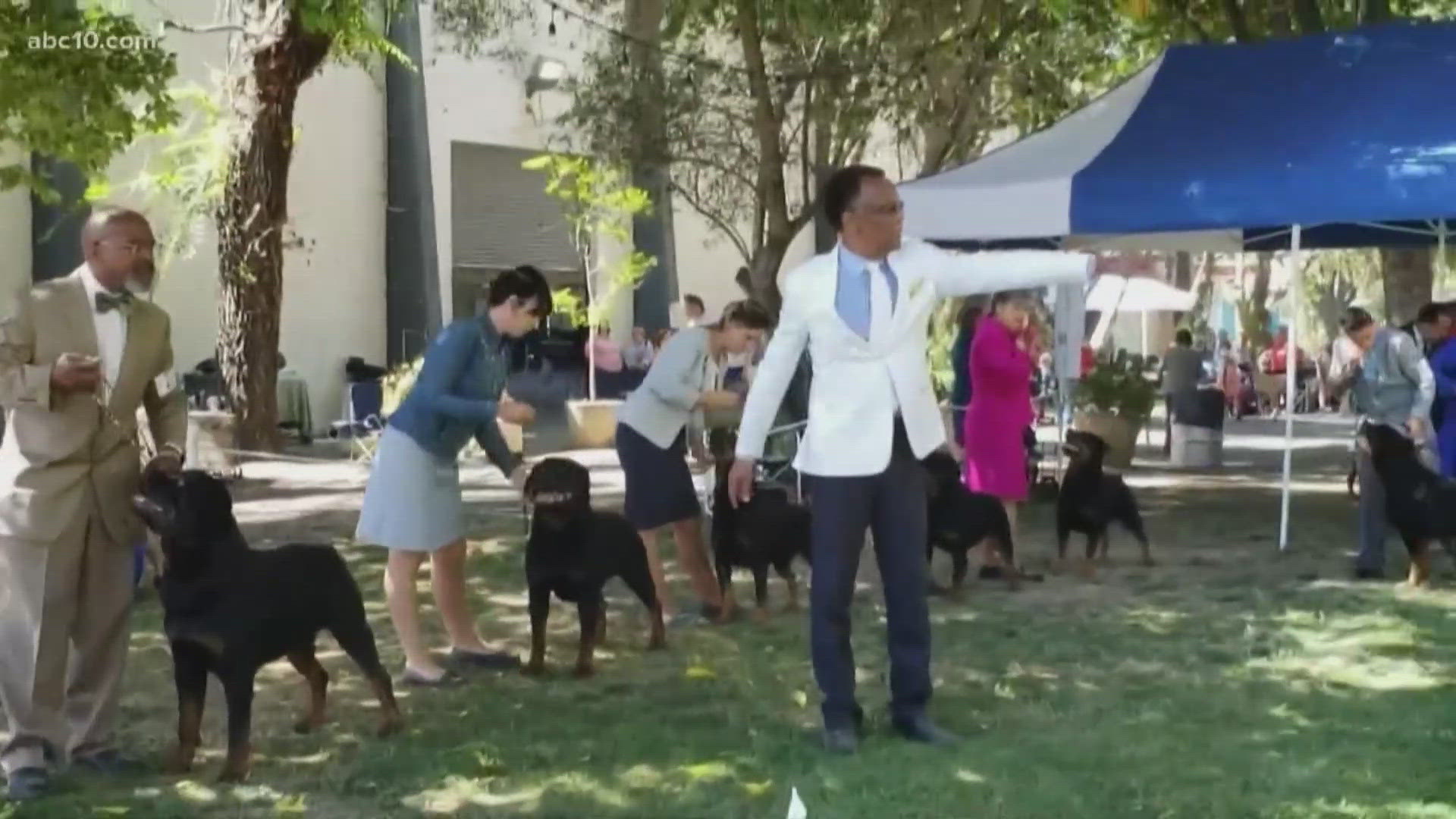 Sacramento’s Adrian Woodfork selected as judge for Westminster Dog Show ...