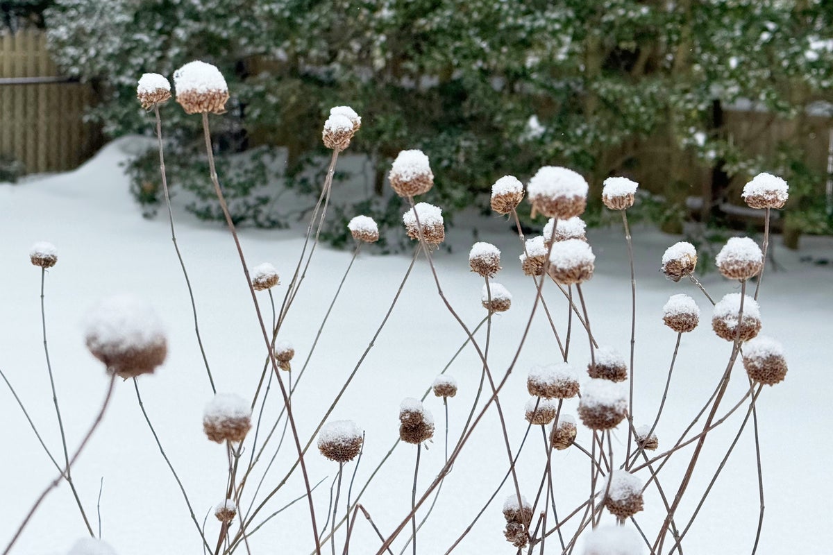 Snow protects your garden beds like winter mulch. Trees might need some ...
