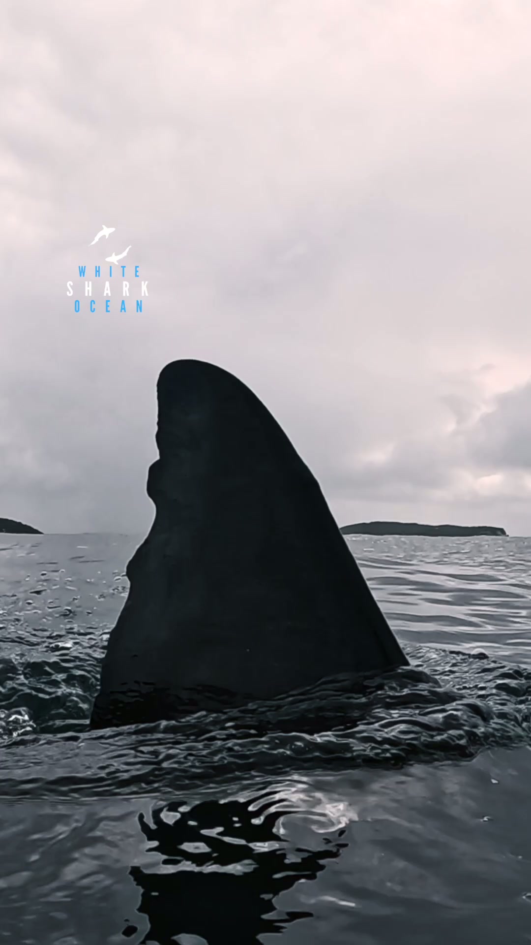 Infamous great white shark dorsal fin sinks below the surface