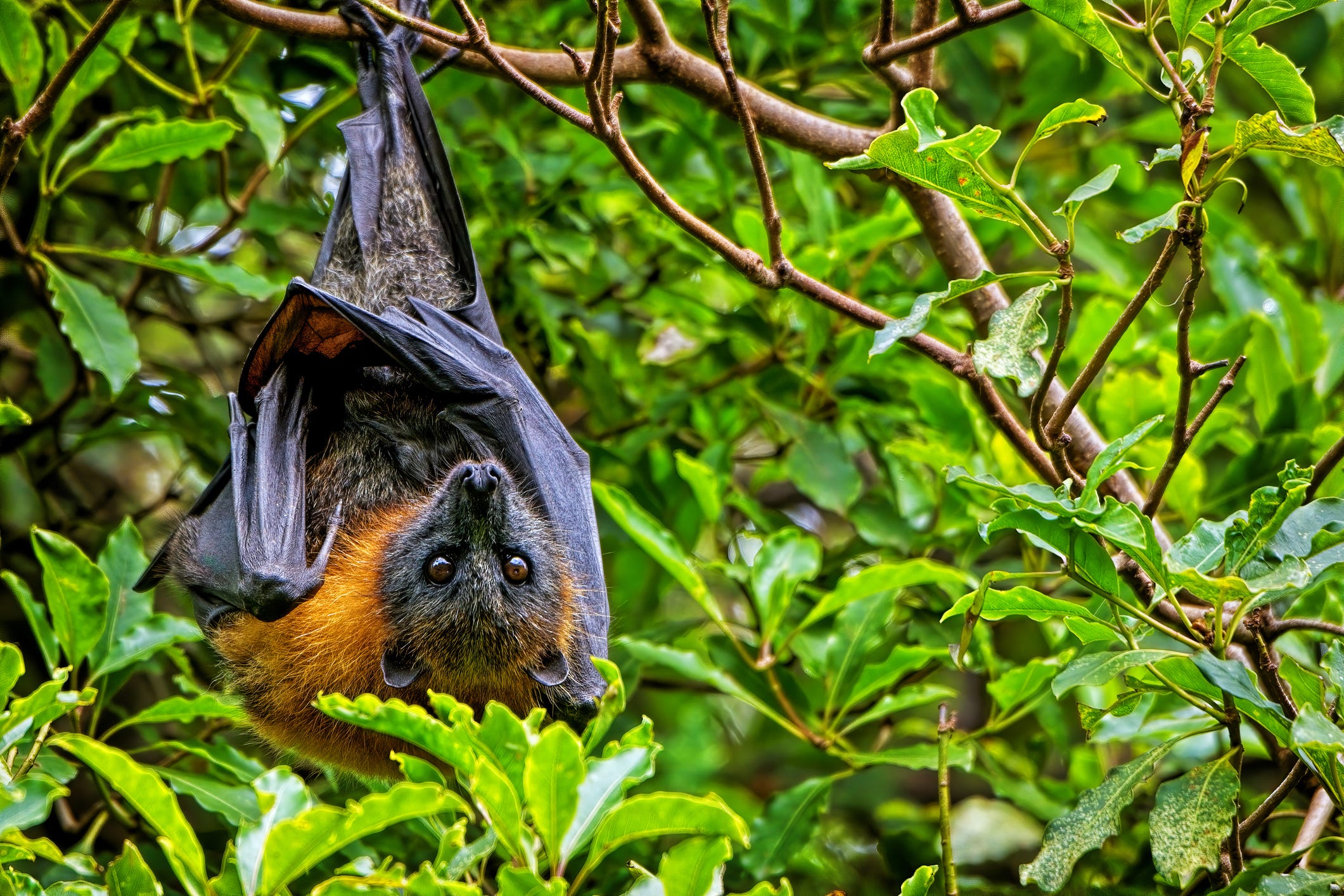 Deadly Nipah virus cases reported by health officials