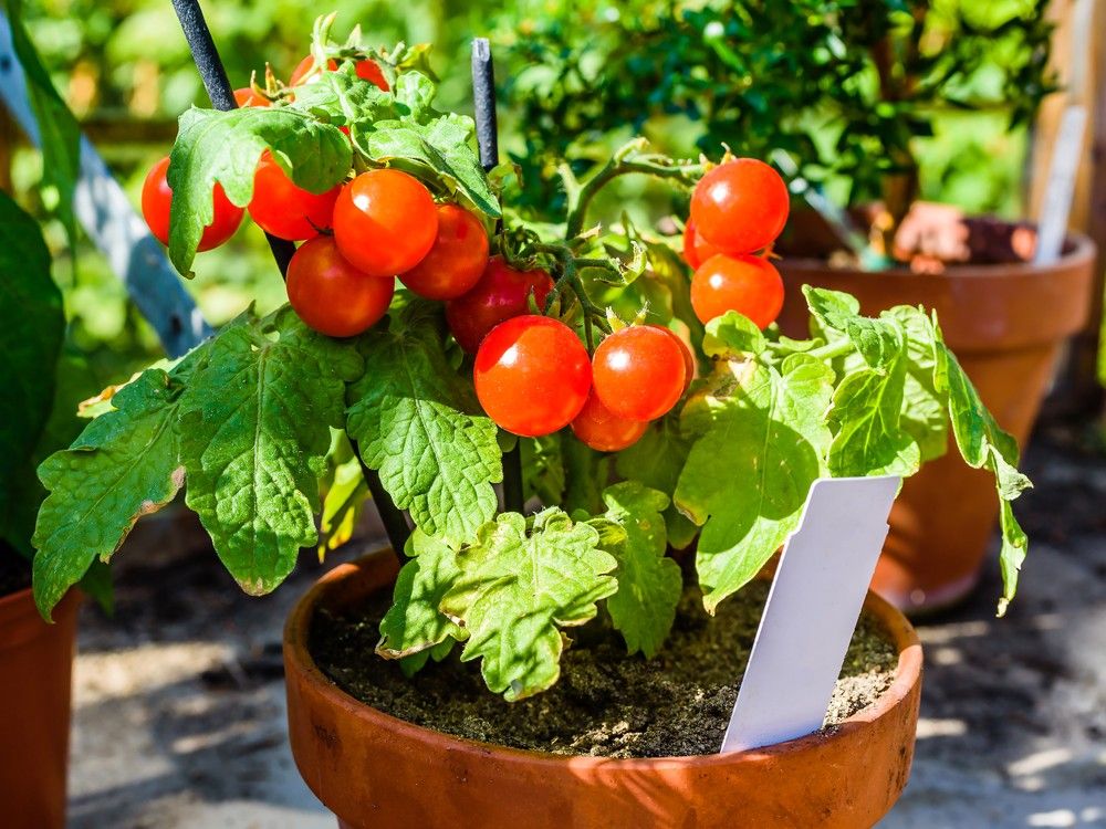 How to start a container vegetable garden on your deck