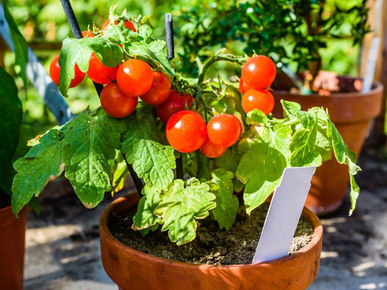 How to start a container vegetable garden on your deck