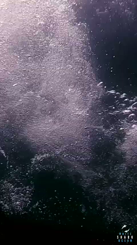 Great white shark slow motion lunge #shorts