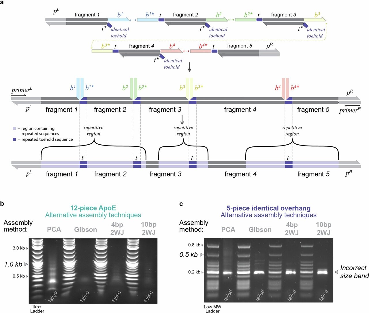 New DNA 'page numbers' method enables accurate assembly of long genetic ...