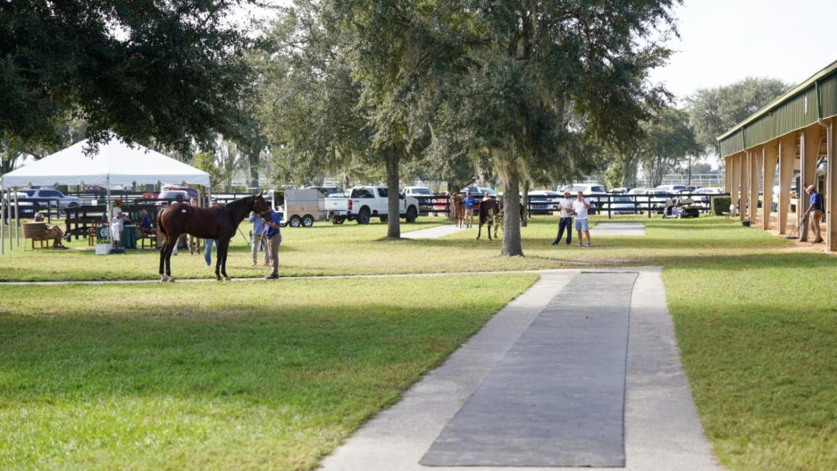 OBS kicks off 2026 auction season with January winter mixed sale ...