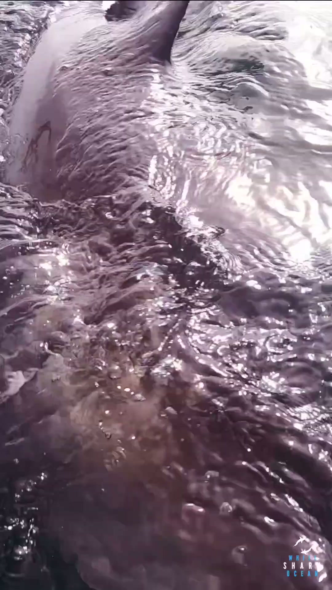 Great white comes for the camera