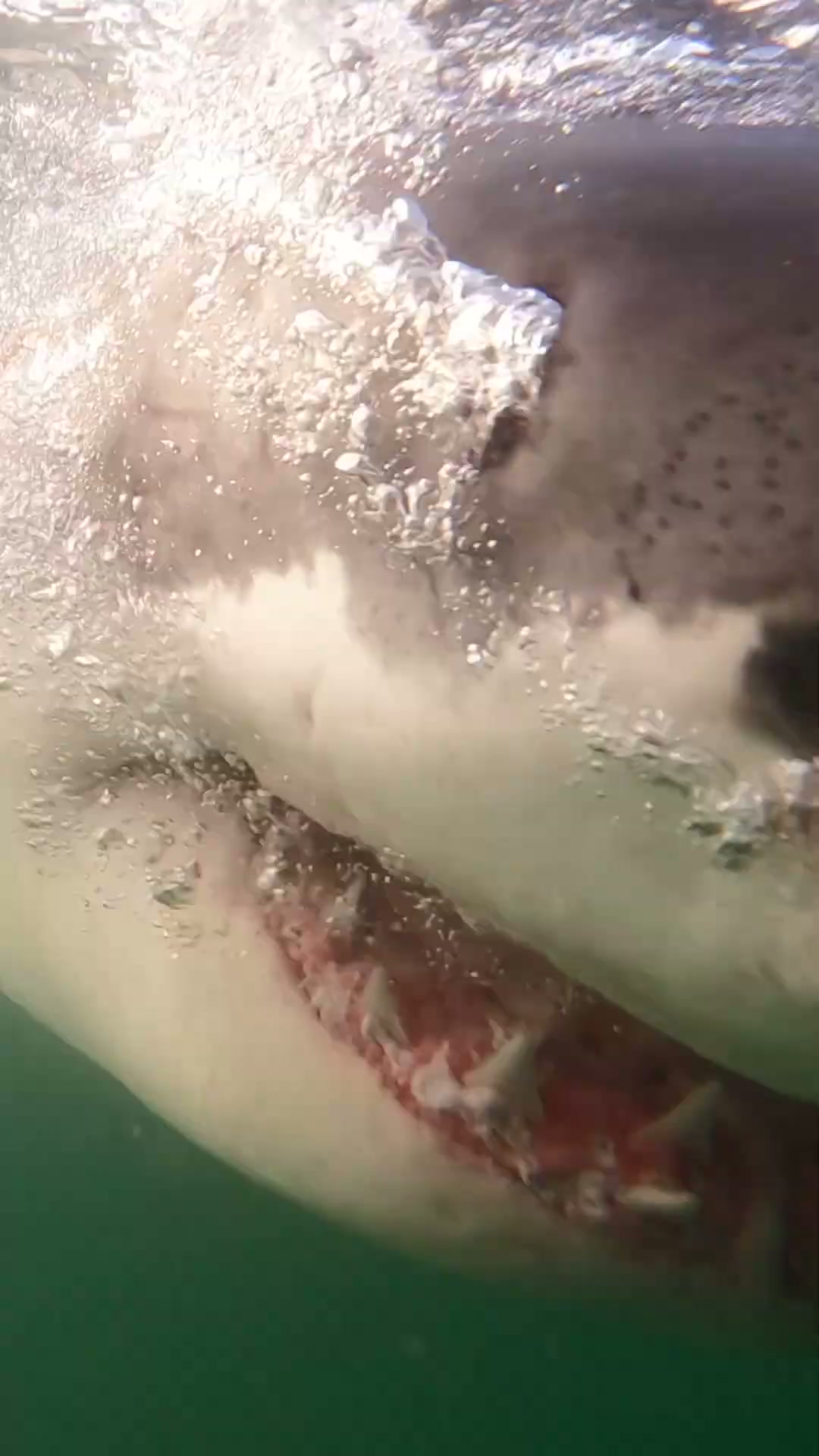 Great White Shark Rolling Eye