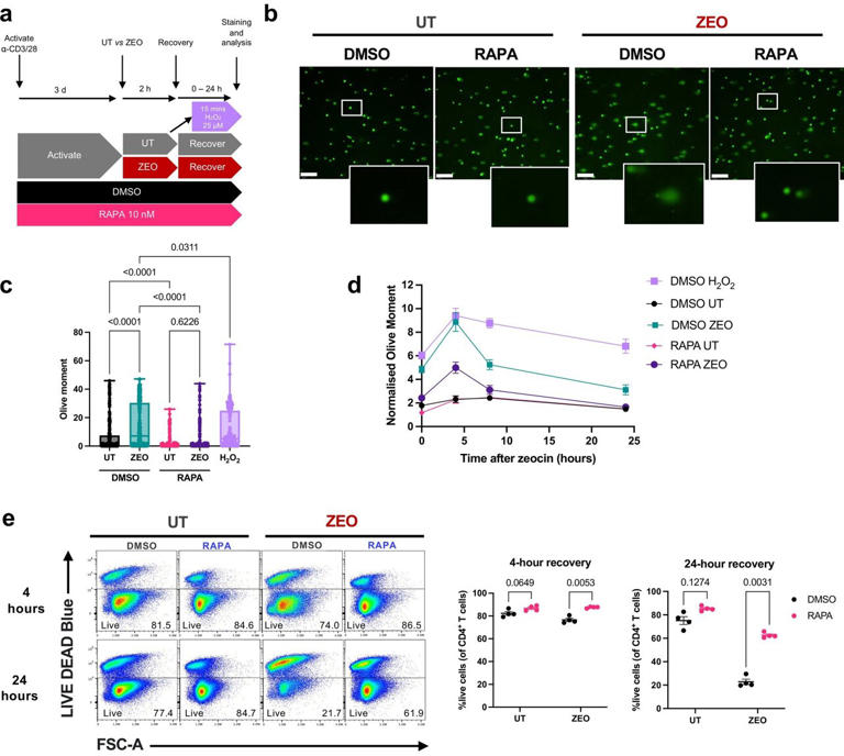 Rapamycin helps protect immune cells against DNA damage