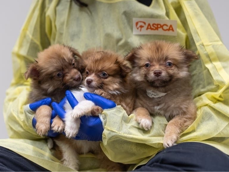 Over 20 dogs rescued from Brooklyn home in suspected abuse case, ASPCA says