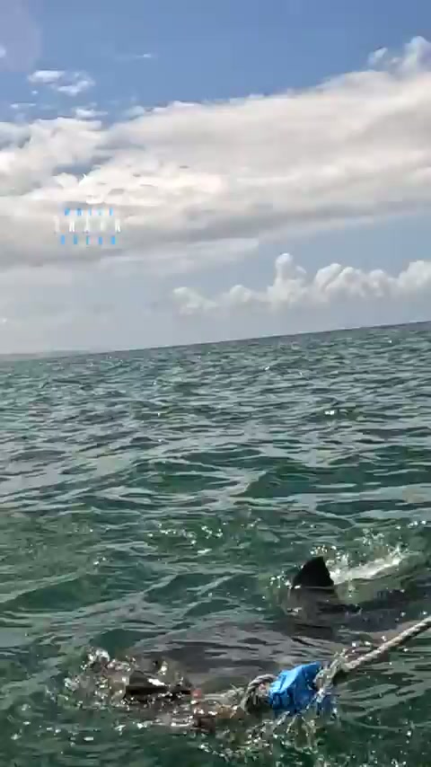 Great white shows off razor sharp teeth